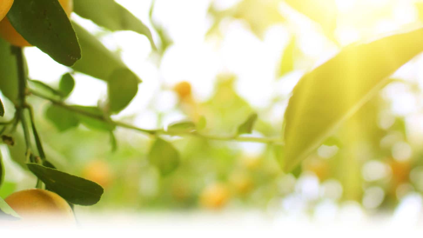 Juicy Jack Hazy IPA | Arizona Craft Beers | SanTan Brewing Company